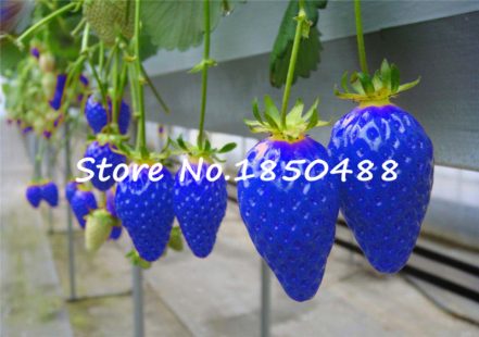 300pcs Blue Strawberry Seeds Edible Nutritious - BestSeedsOnline.com ...