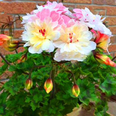 Exotic Geranium Zonal Perennial Flower Seeds - BestSeedsOnline.com ...