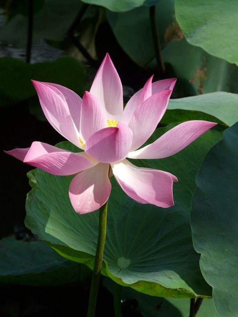 10 Pcs Bag Lotus Flower Mini Bonsai Aquatic Plants Bowl Water Lily ...