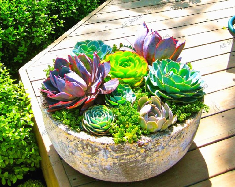 203pcspackrare Mix Lithops Flores Living Stones Succulent Cactus ...