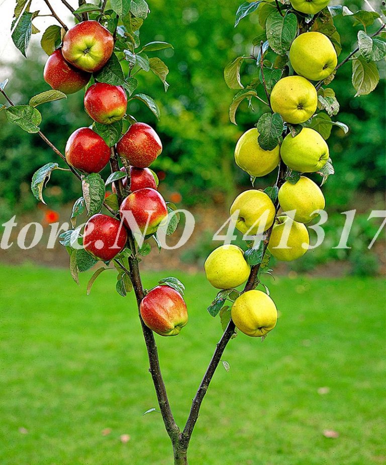 30 Pcs Bag Dwarf Apple Bonsai Miniature Tree Indoor Amp Outdoor Sweet ...