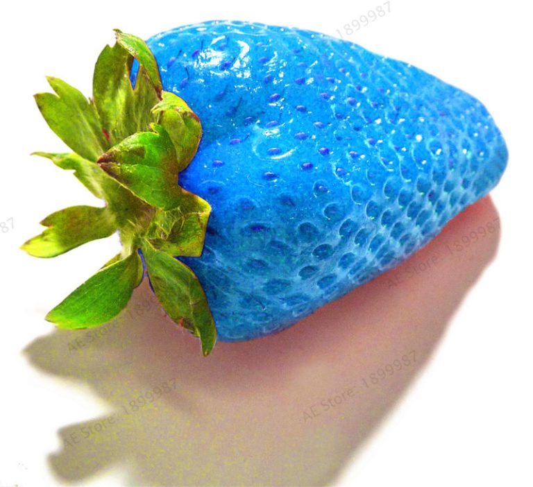 509 Blue Strawberry Seeds For Delicious Mini - BestSeedsOnline.com ...