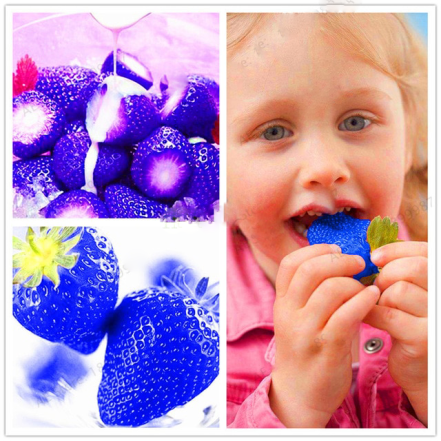 509 Blue Strawberry Seeds For Delicious Mini - BestSeedsOnline.com ...
