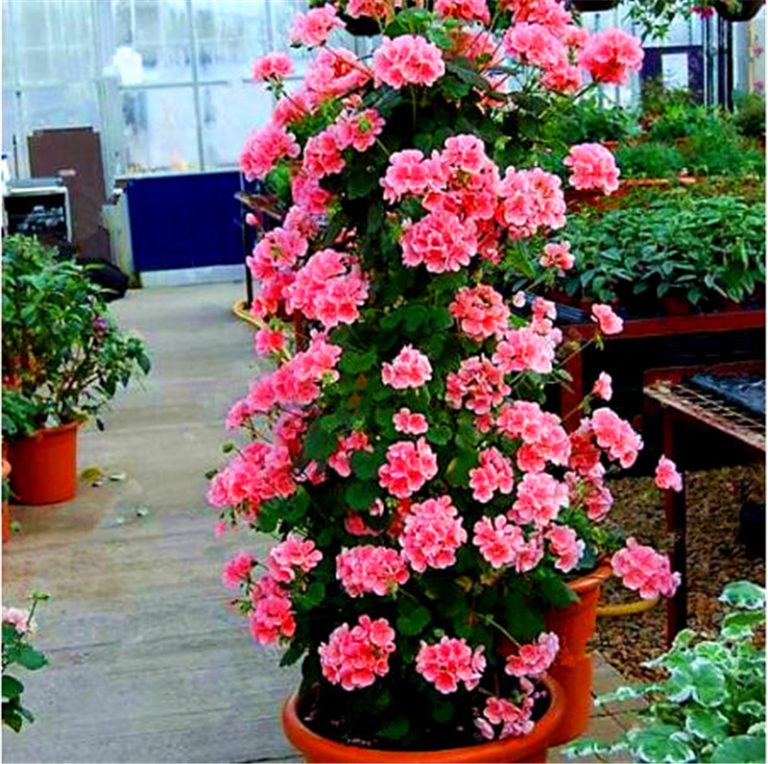 Climbing Geranium Pelargonium Peltatum 100pcs Seeds - BestSeedsOnline ...
