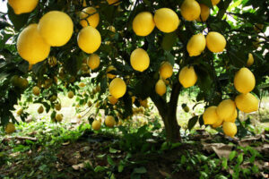 50pcs Bonsai Lemon Tree High Survival Rate Fruit Home Gatden Backyard ...
