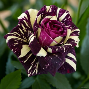 Exotic Blue Tiger Rose Seeds 50pcs Rare Variety - BestSeedsOnline.com ...