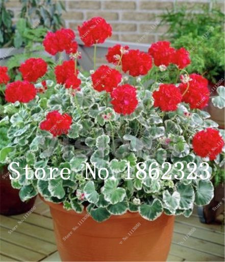 Climbing Geranium Pelargonium Peltatum 100pcs Seeds - BestSeedsOnline ...