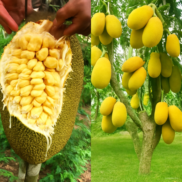 5pcs Tropical Jackfruit Tree Seeds Pack - BestSeedsOnline.com - Free ...