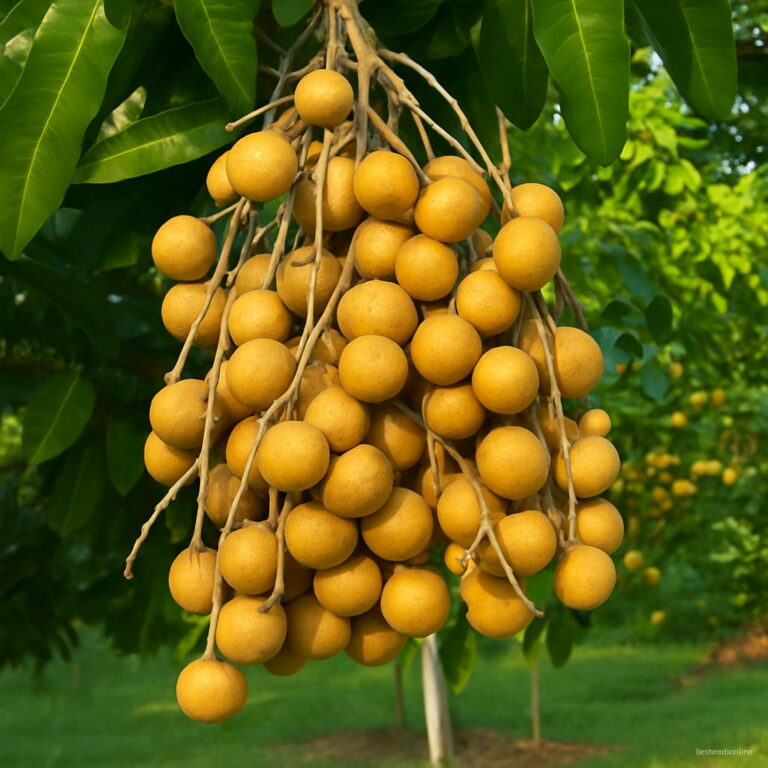 Exotic Dragon Eye Dimocarpus Longan Seeds 5pcs - BestSeedsOnline.com ...