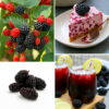 300pcs Mulberry Tree Seeds For Cultivation - BestSeedsOnline.com - Free ...