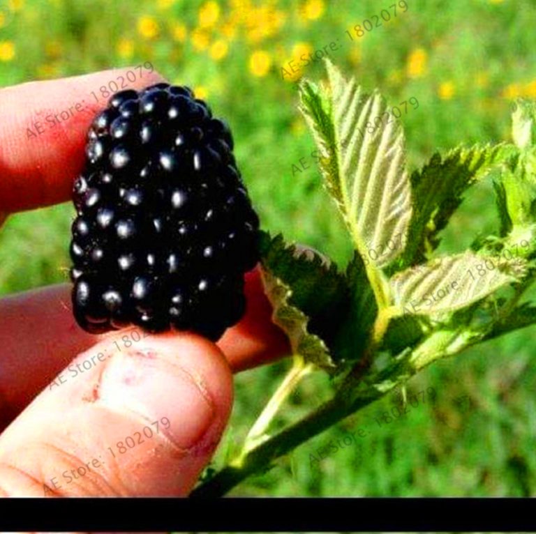 200pcs Giant Mulberry Fruit Tree Seeds - BestSeedsOnline.com - Free ...
