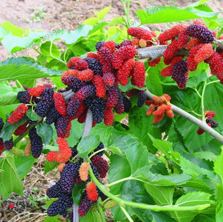 Giant Mulberry Seeds 200Pcs - BestSeedsOnline.com - Free Shipping Worldwide