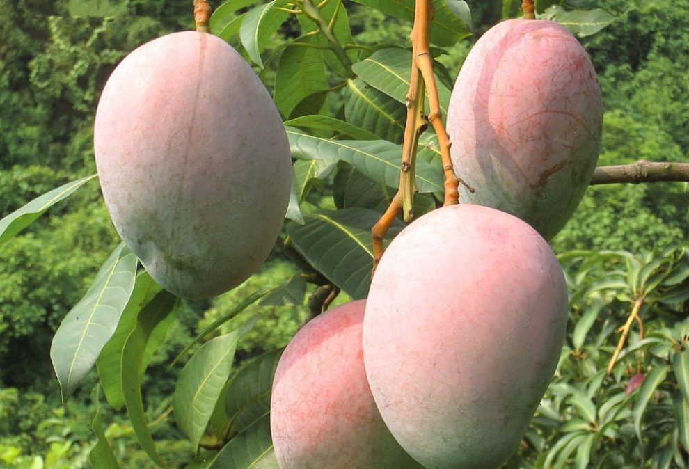 Mango Seeds at BestSeedsOnline.com | Free Shipping & Up to 70% OFF