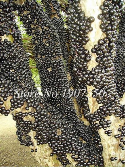 Exotic Jabuticaba Fruit Seeds 100pcs Pack - BestSeedsOnline.com - Free ...
