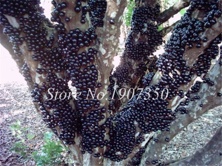 Exotic Jabuticaba Fruit Seeds 100pcs Pack - BestSeedsOnline.com - Free ...