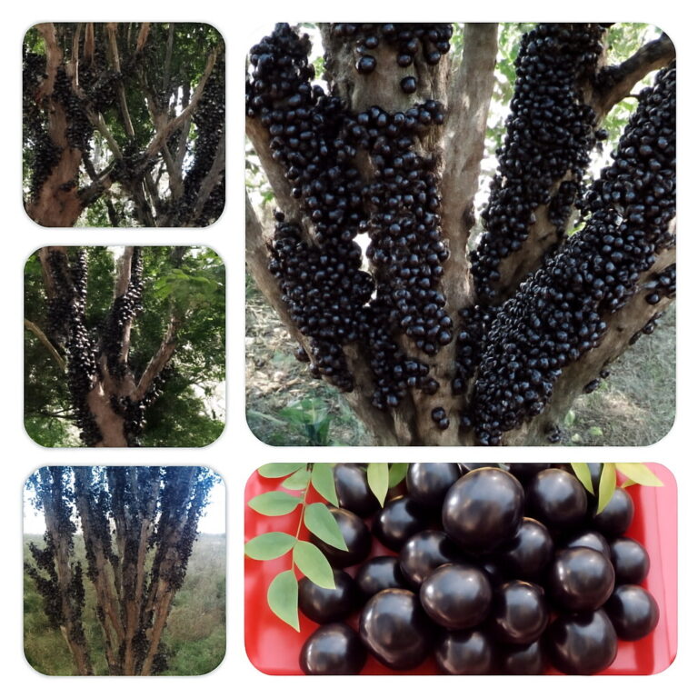 Exotic Jabuticaba Fruit Seeds 100pcs Pack - BestSeedsOnline.com - Free ...