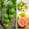 Tropical Guava Seeds Pack Of 100 For Cultivation - BestSeedsOnline.com ...