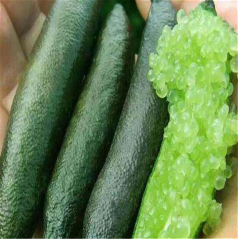 50pcs Pomegranate Fruit Seeds Pack - BestSeedsOnline.com - Free ...