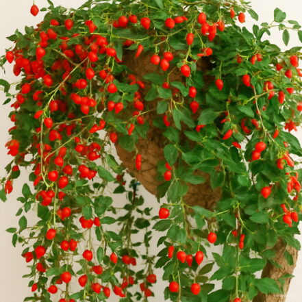 500pcs Nutritious Goji Berry Seeds Pack - BestSeedsOnline.com - Free ...