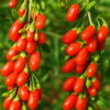 500pcs Nutritious Goji Berry Seeds Pack - BestSeedsOnline.com - Free ...