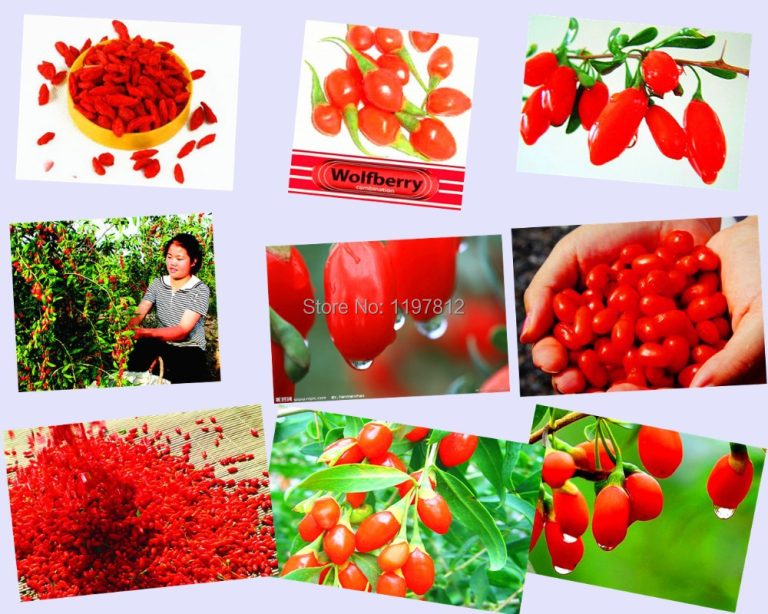 500pcs Nutritious Goji Berry Seeds Pack - BestSeedsOnline.com - Free ...