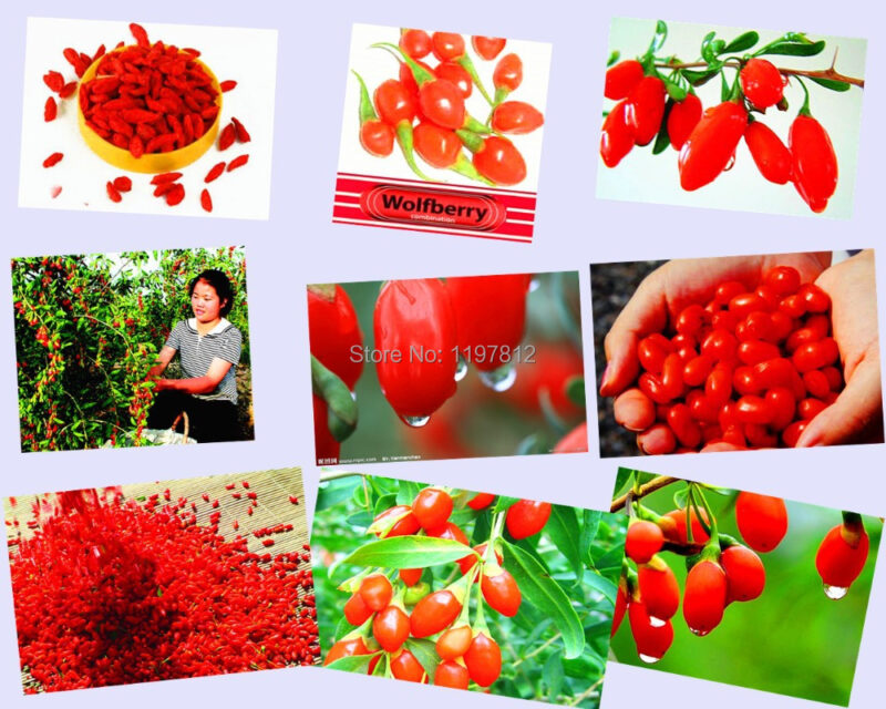 500pcs Nutritious Goji Berry Seeds Pack - BestSeedsOnline.com - Free ...