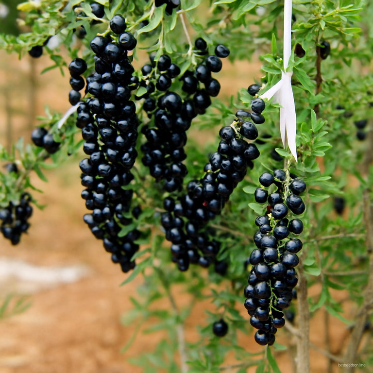 Goji Berry Seeds 100pcs Nutritious - BestSeedsOnline.com - Free ...