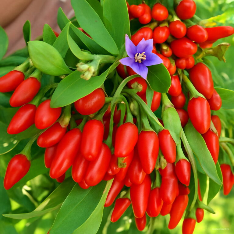 500pcs Nutritious Goji Berry Seeds Pack - BestSeedsOnline.com - Free ...