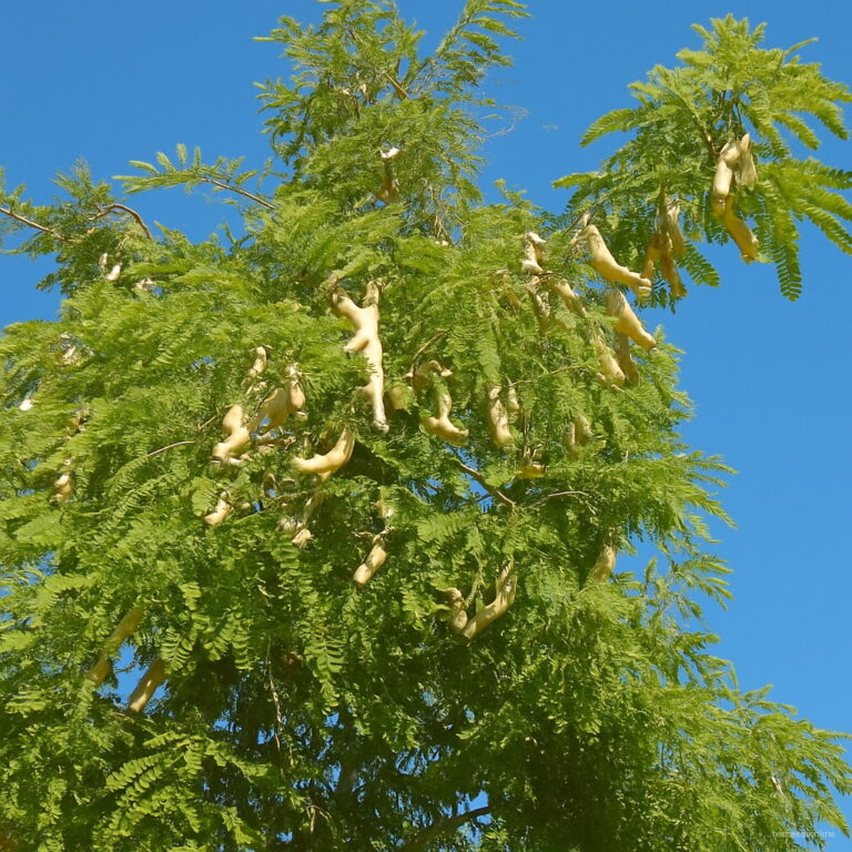 Tropical Tamarindus Indica Fruit Seeds 120pcs - BestSeedsOnline.com ...