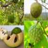 20 Pcs Exotic Soursop Fruit Seeds Pack - BestSeedsOnline.com - Free ...