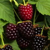 200pcs Luscious Raspberry Fruit Seeds Pack - BestSeedsOnline.com - Free ...