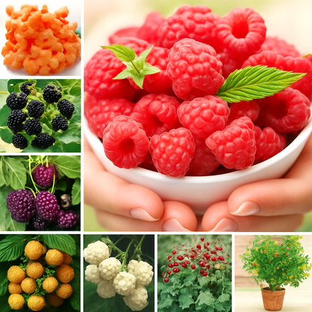200pcs Luscious Raspberry Fruit Seeds Pack - BestSeedsOnline.com - Free ...