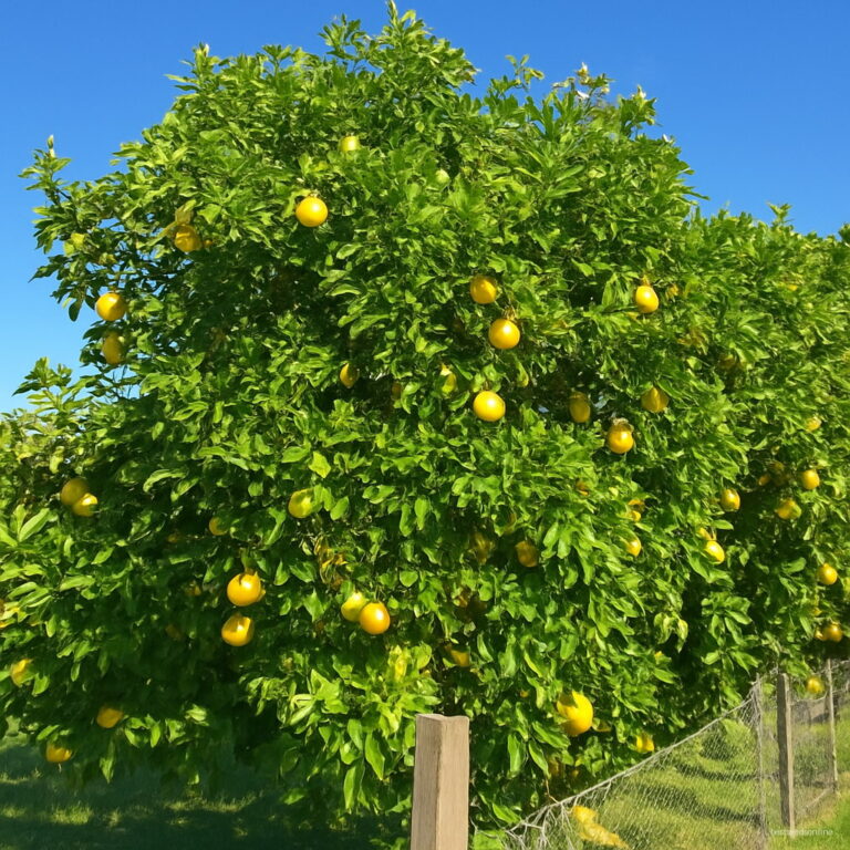 Pomelo Fruit Tree Seeds Pack Of 50 - BestSeedsOnline.com - Free ...
