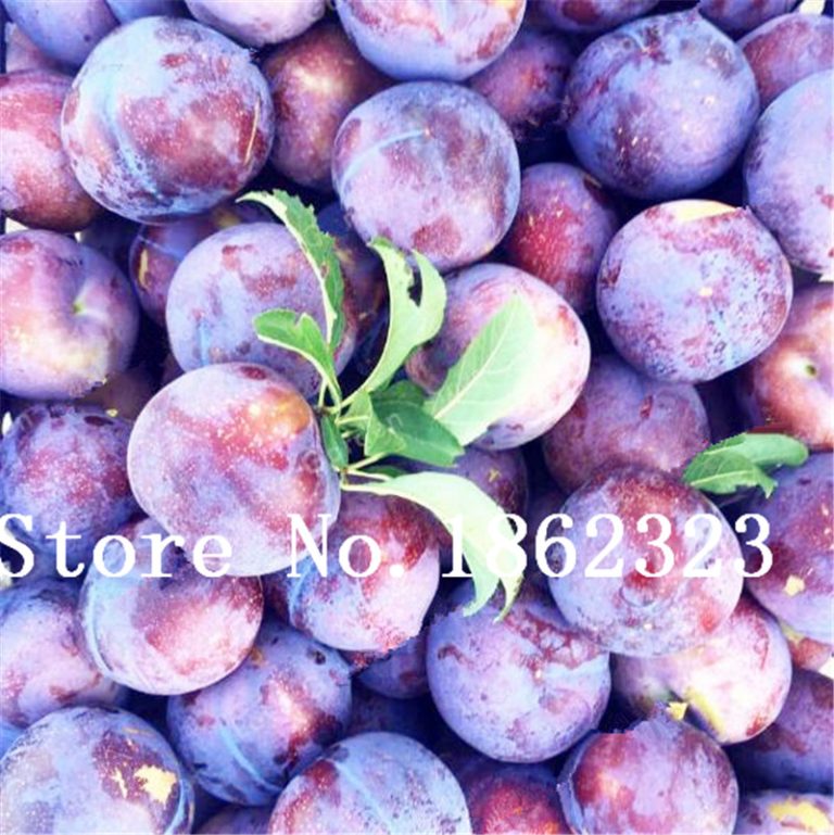 Delicious Plum Fruit Seeds Pack Of 10 - BestSeedsOnline.com - Free ...