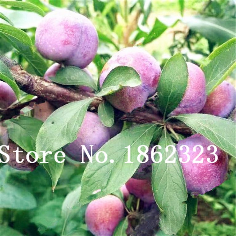 Organic Juicy Plum Tree Seeds 10pcs - BestSeedsOnline.com - Free ...
