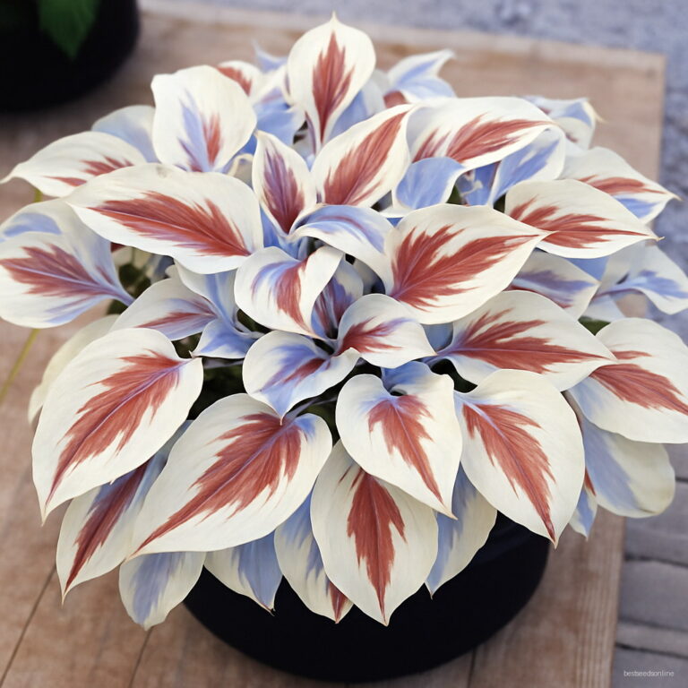 150pcs Organic Gooseberry Seeds For Cultivation - BestSeedsOnline.com ...