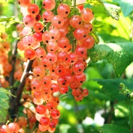 150pcs Organic Gooseberry Seeds For Cultivation - BestSeedsOnline.com ...