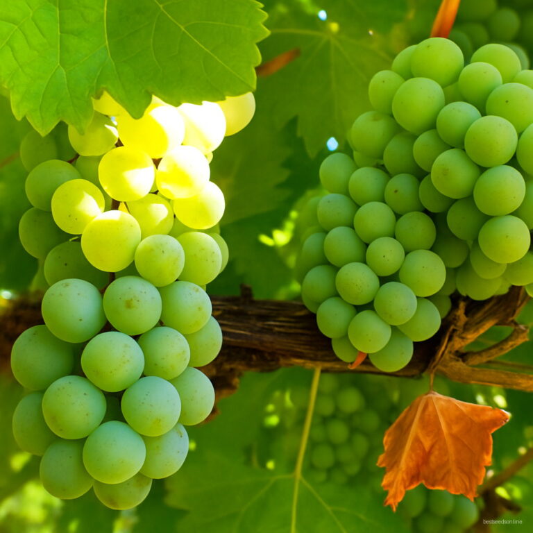 50pcs Grape Seeds For Vineyard Cultivation - BestSeedsOnline.com - Free ...