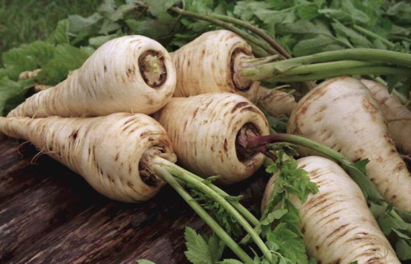 Parsnip Seeds Pack 100 Count For Cultivation - BestSeedsOnline.com ...