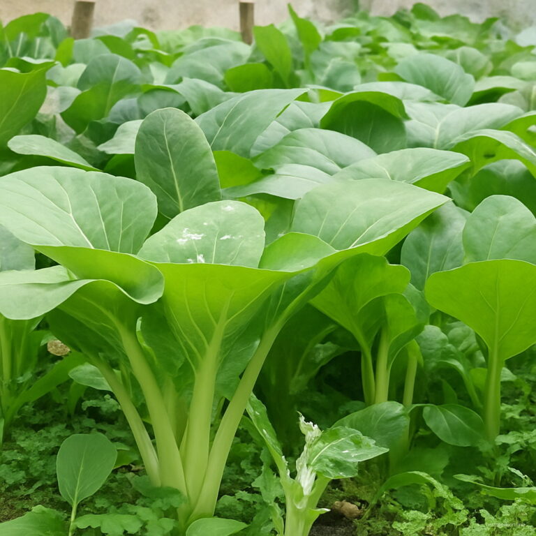 100pcs Organic Chinese Cabbage Seeds For Cultivation - BestSeedsOnline ...