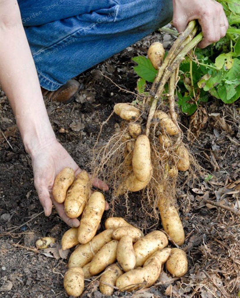 100pcs Organic Fingerling Potato Seeds Pack - BestSeedsOnline.com ...