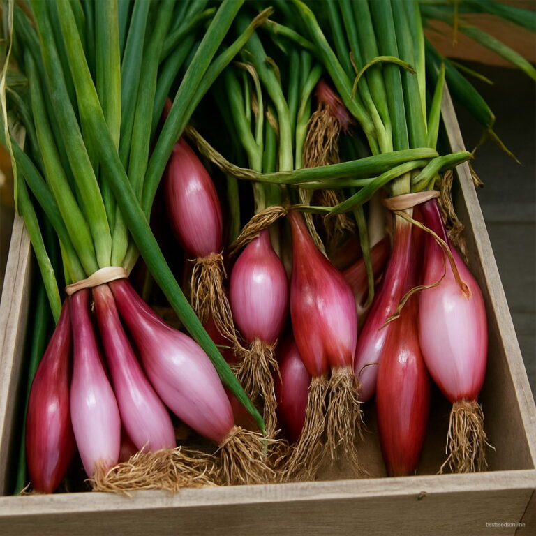 Red Onion Seeds Pack Of 100pcs - BestSeedsOnline.com - Free Shipping ...