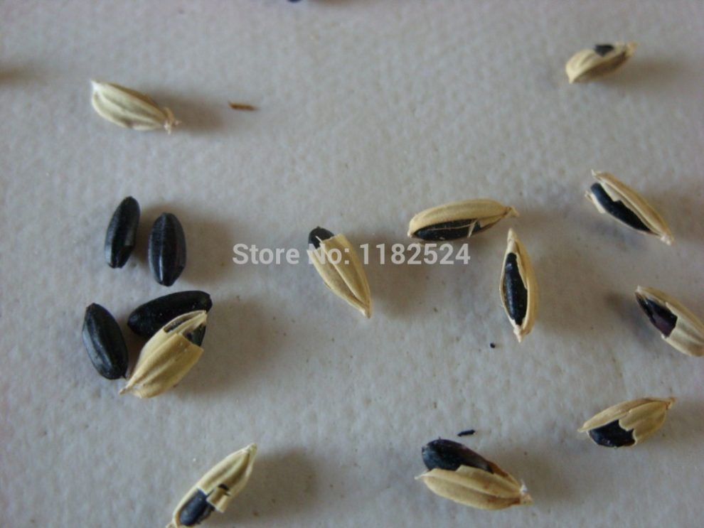 Anthocyanin Antioxidant Black Rice Seeds 200pcs - BestSeedsOnline.com ...