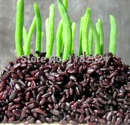 Anthocyanin Antioxidant Black Rice Seeds 200pcs - BestSeedsOnline.com ...