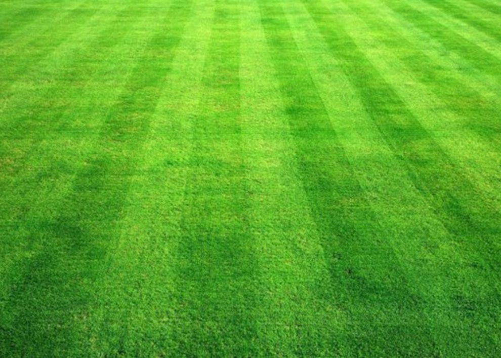 Korean Zoysia Tenuifolia Grass Seeds 200pcs Free Shipping Worldwide