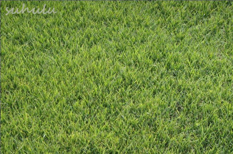 Bermuda Grass Seeds 100pcs For Lush Lawn - BestSeedsOnline.com - Free ...