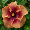 Colorful Hibiscus Flower Seeds Mix 100pcs - BestSeedsOnline.com - Free ...