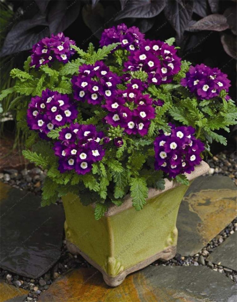 50pcs Vibrant Verbena Hortensis Hybrida Seeds - BestSeedsOnline.com ...
