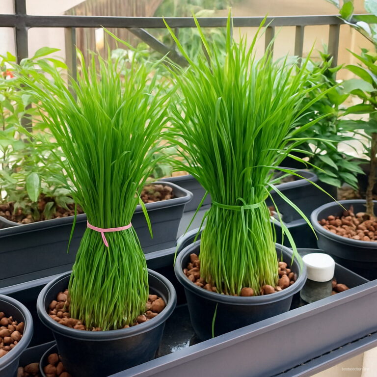 100pcs Organic Chinese Chive Seeds For Cultivation - BestSeedsOnline ...