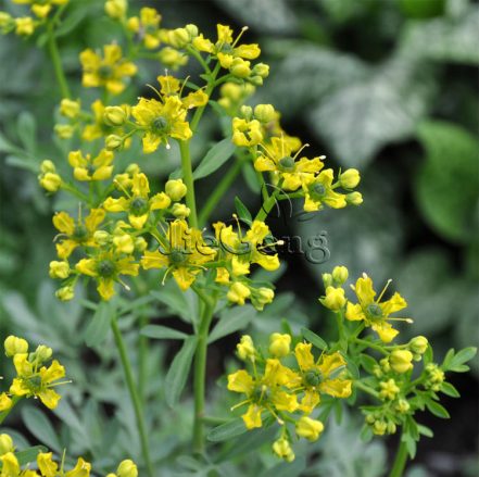 10pcs Quality Rue Herb Seeds - BestSeedsOnline.com - Free Shipping ...